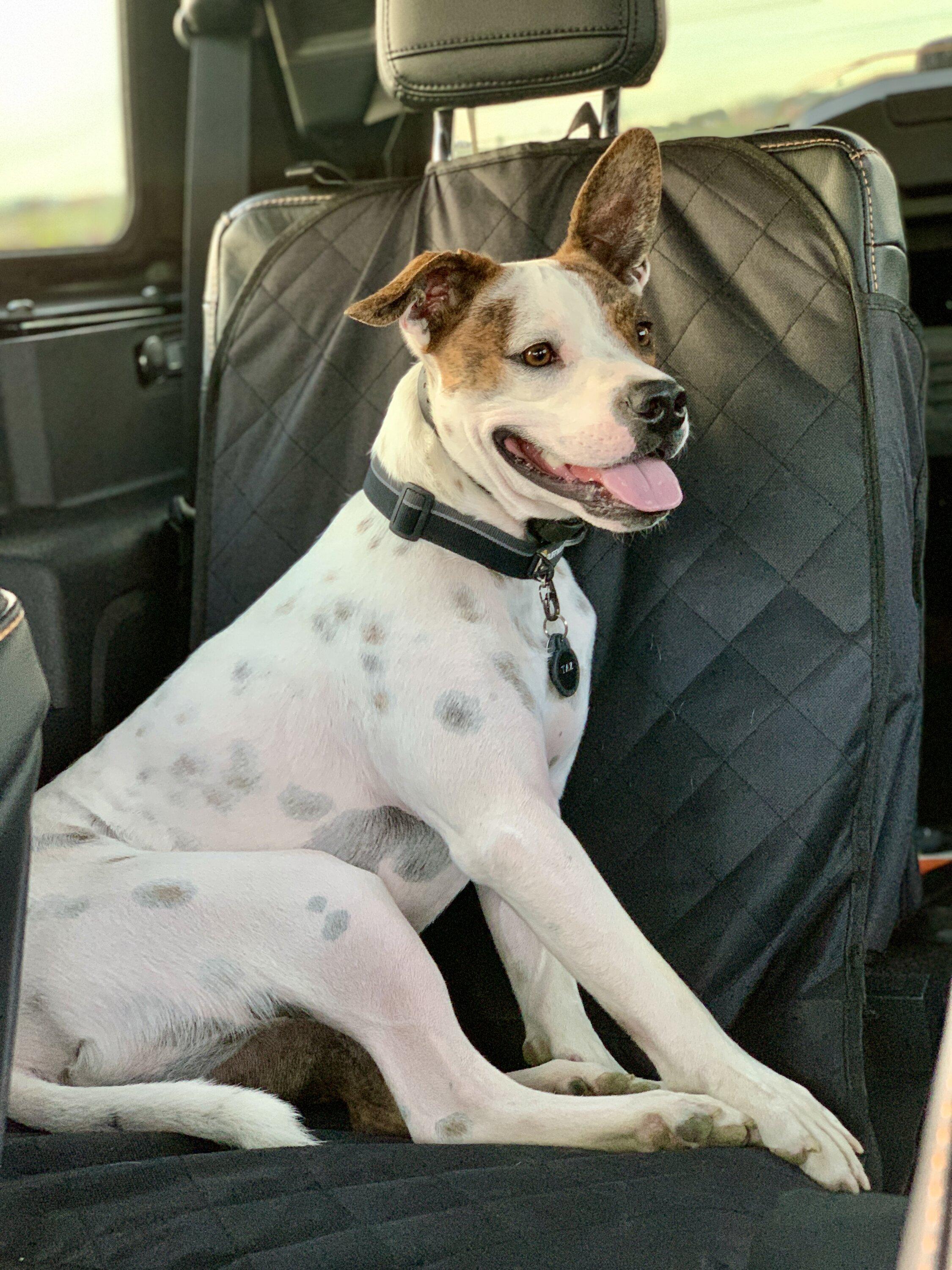 🐾 Show Us Your Dog + Bronco Photos! | Page 11 | Bronco6G - 2021+ Ford ...